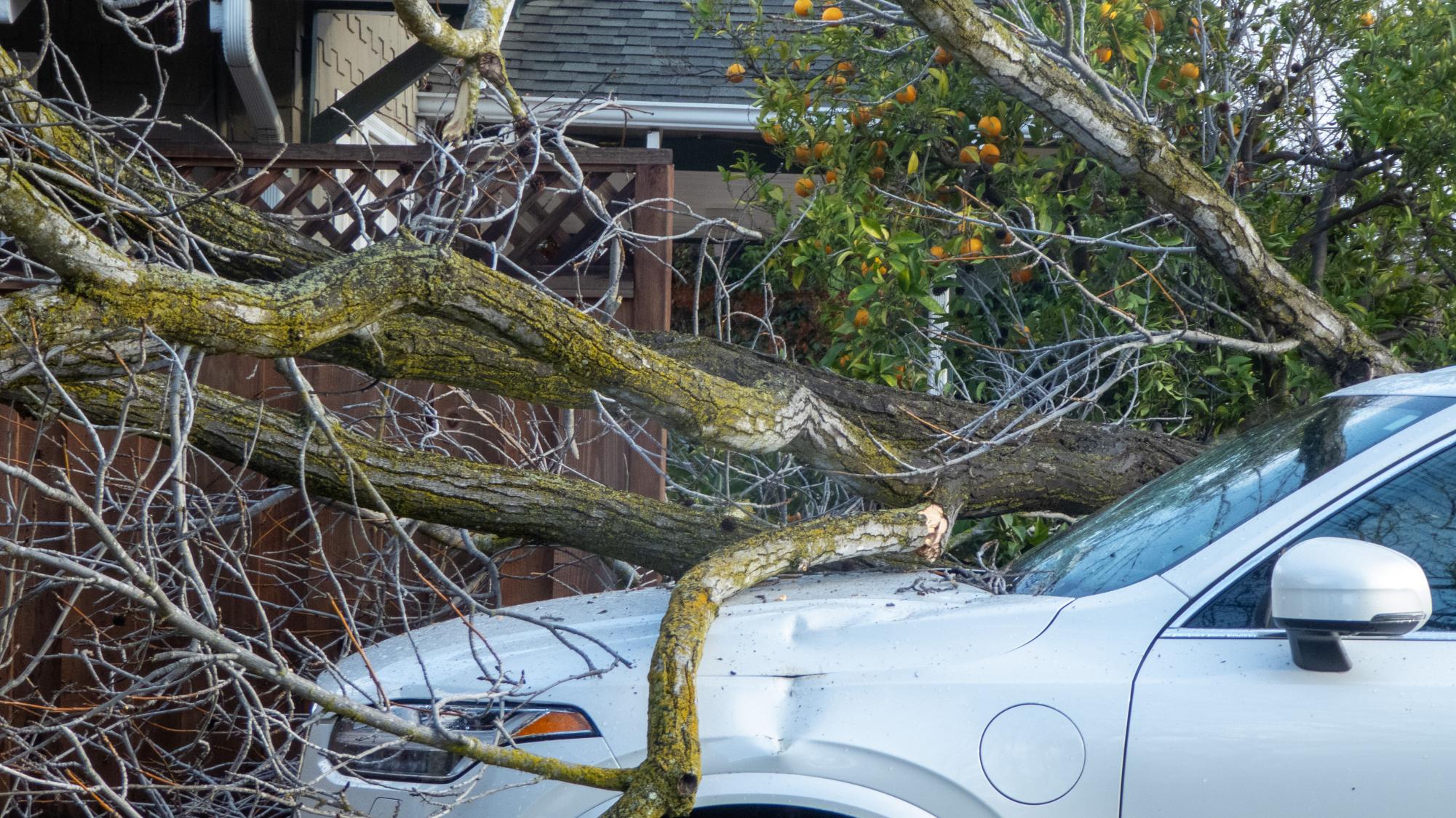 Heavy storm causes fallen trees, power outages – The Paly Voice